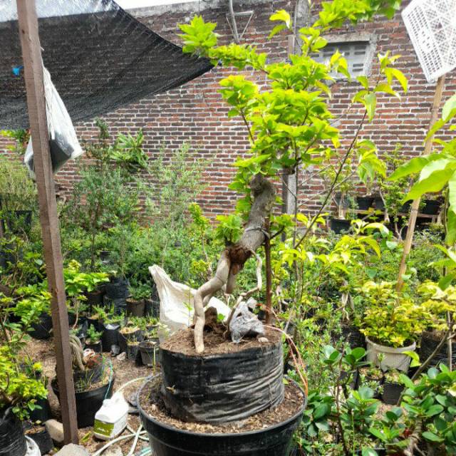 Produk sidoarjo bibitan bonsay | Shopee Indonesia