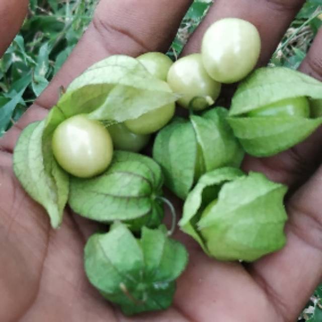 Produk Deviani_herbal | Shopee Indonesia