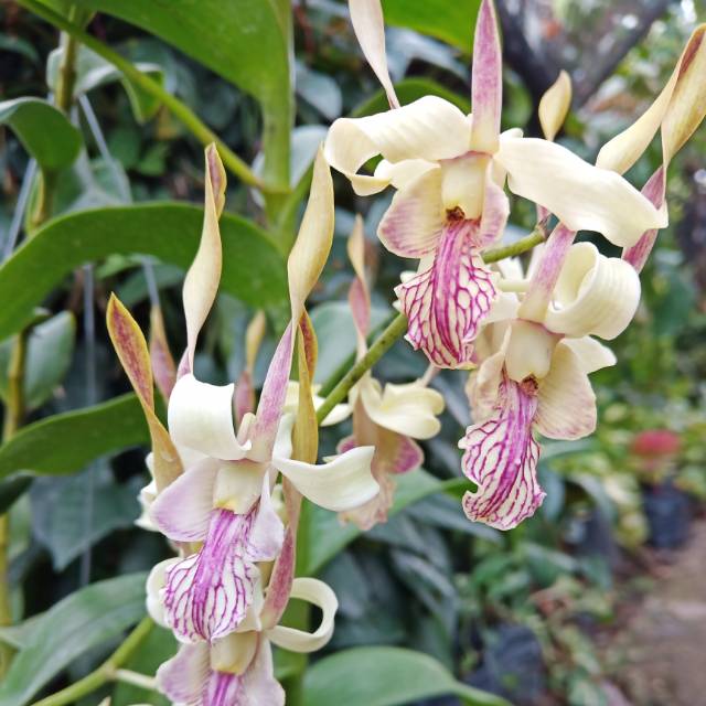 Produk id4167_74155 | Shopee Indonesia