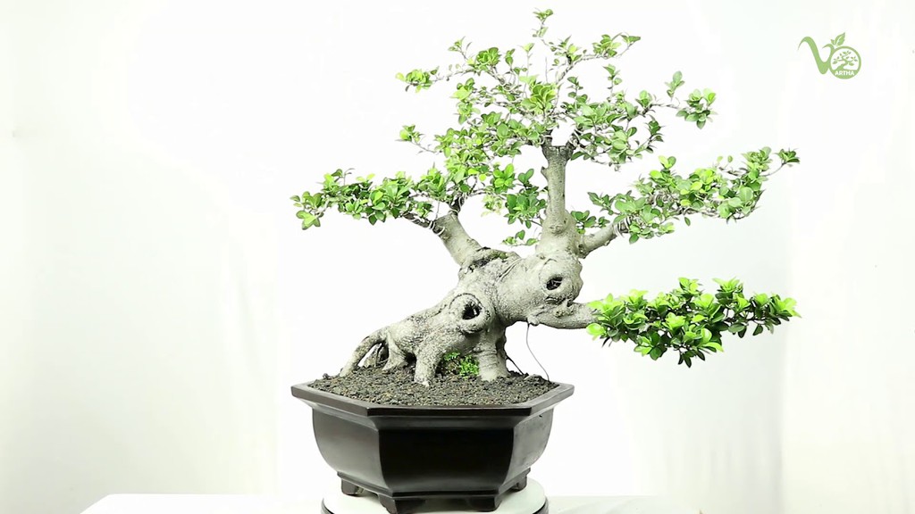 Produk Artha Bonsai Vio | Shopee Indonesia