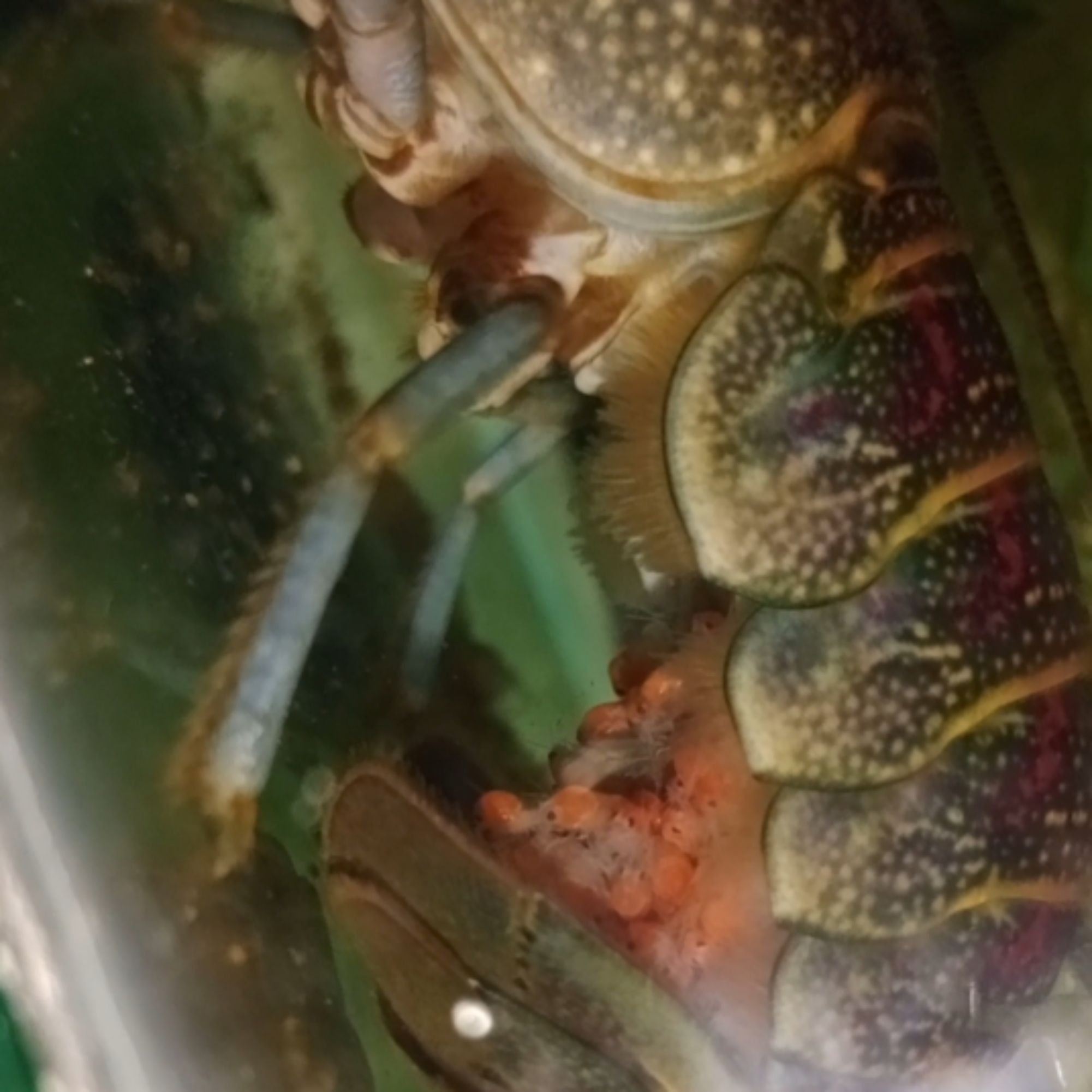 Produk Toko animal | Shopee Indonesia