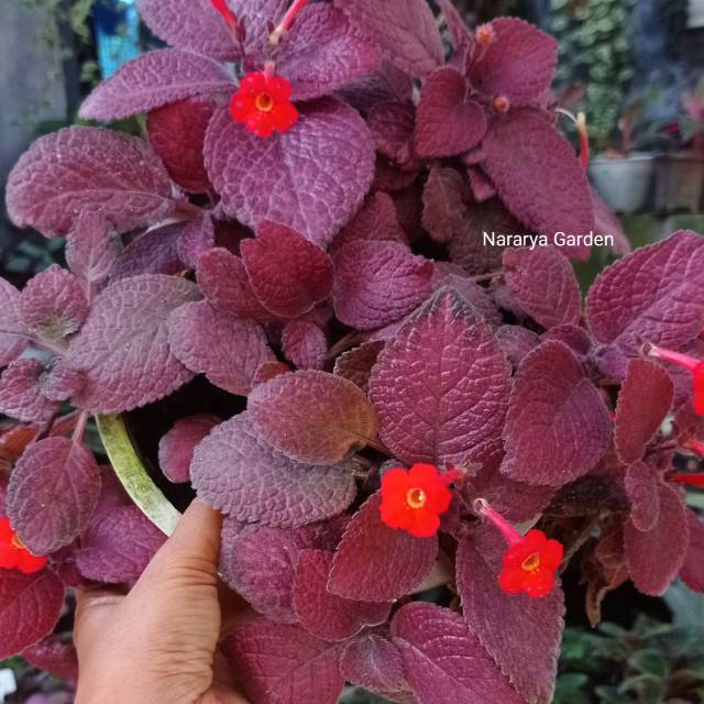 Produk Nararya Garden | Shopee Indonesia