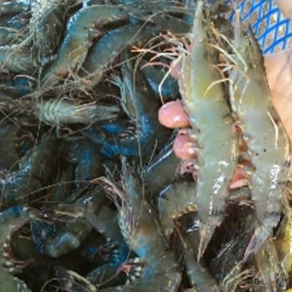 Produk Udang Segar | Shopee Indonesia