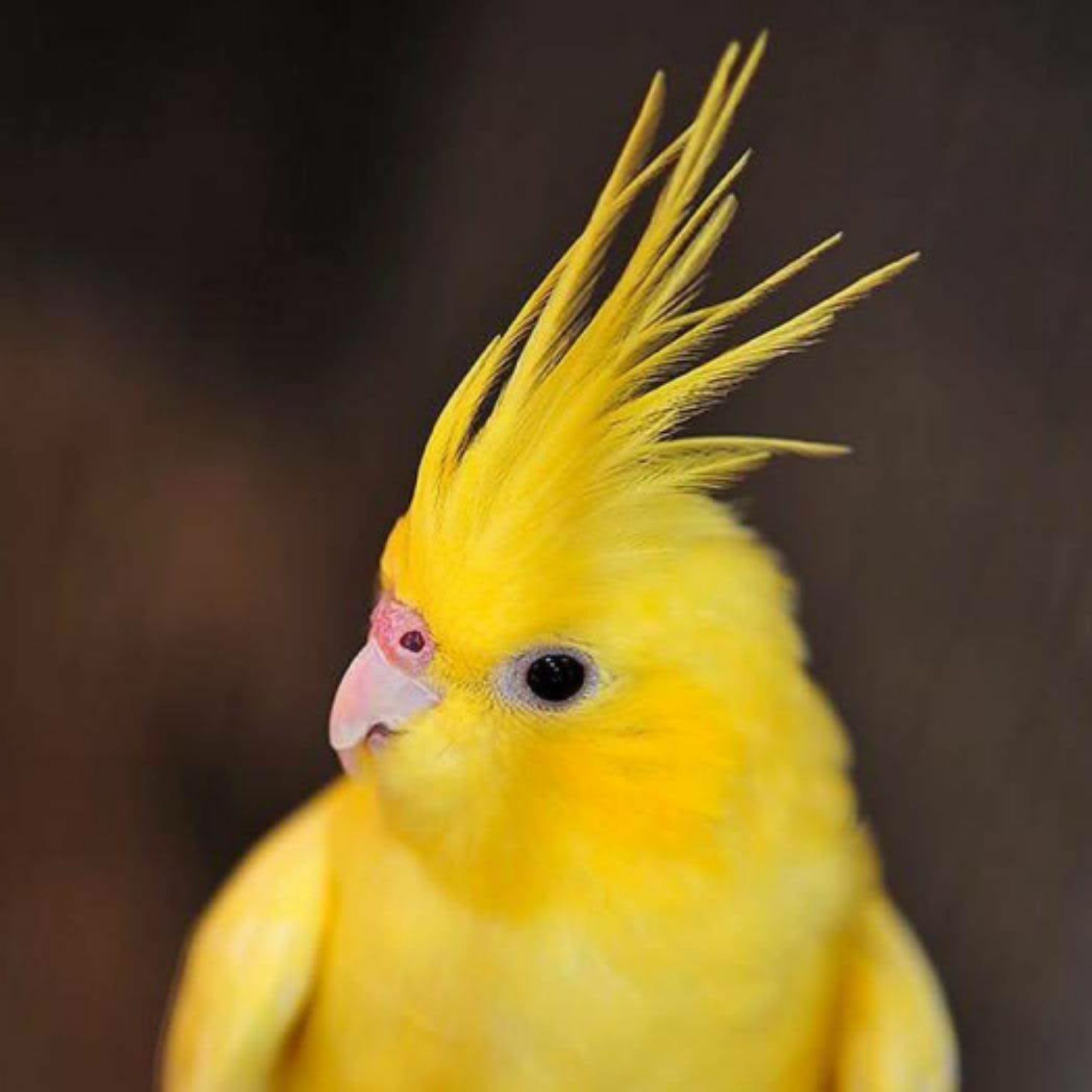 Produk M&M Farm Parrot Falk | Shopee Indonesia