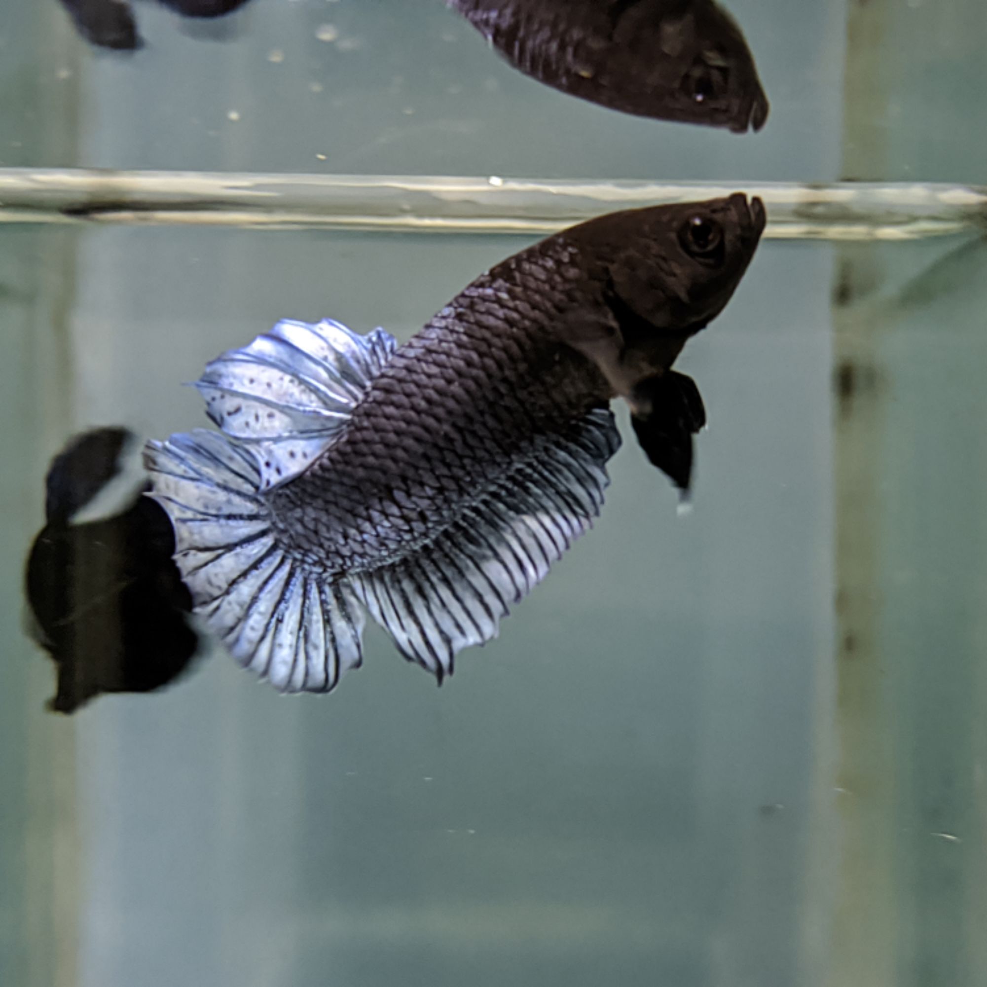 Produk Betta fighter balong | Shopee Indonesia