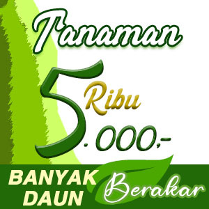 Produk Tanaman Lima Ribu | Shopee Indonesia