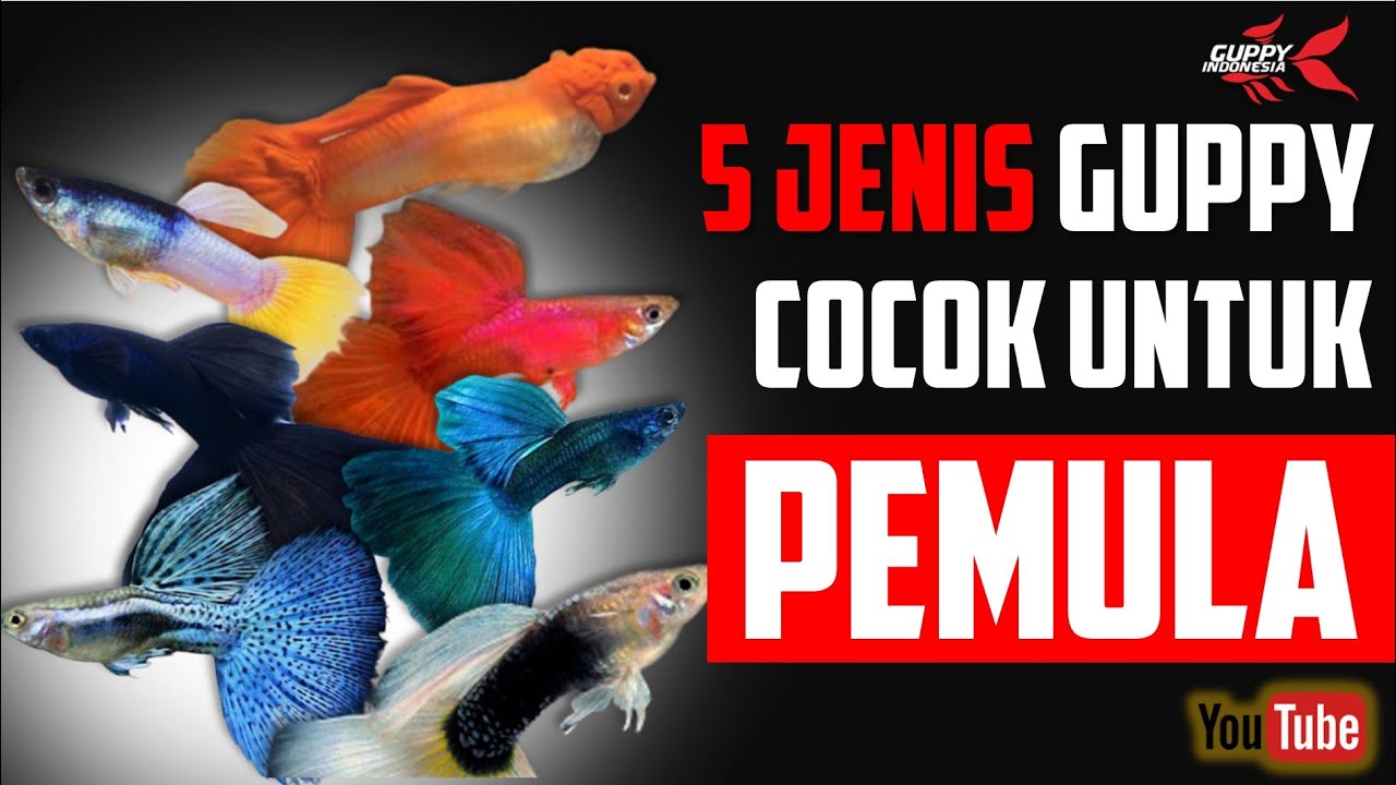 Produk Guppy Indonesia Official | Shopee Indonesia