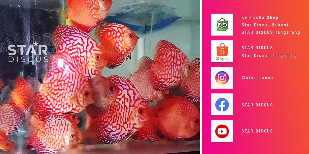 Produk STAR DISCUS | Shopee Indonesia