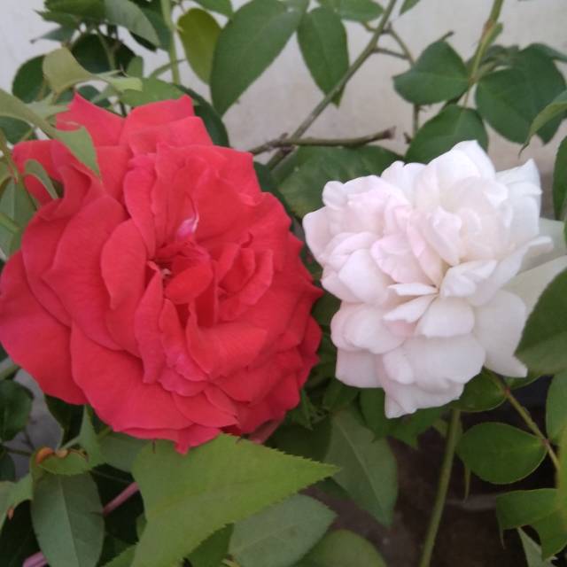 Produk Bunga indah sentosa | Shopee Indonesia