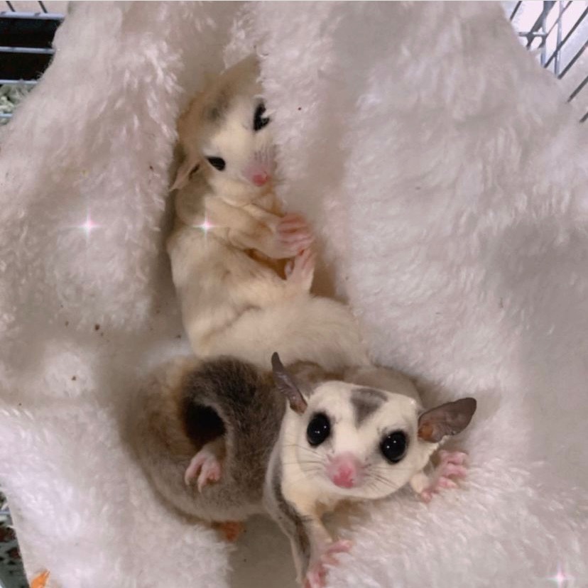 Produk Fluffy.Glider | Shopee Indonesia