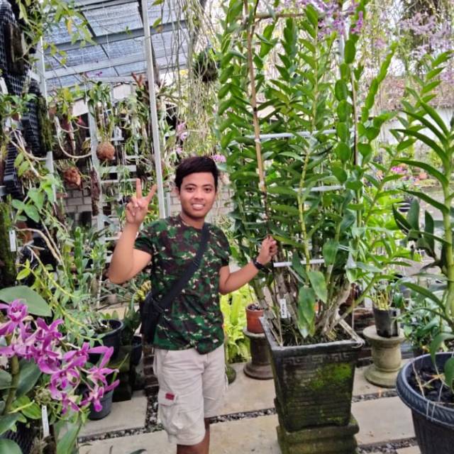 Produk YOGA ORCHID 2 | Shopee Indonesia