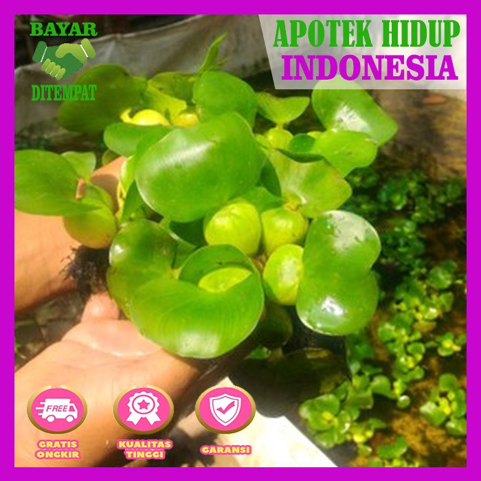Produk Apotek Hidup IND | Shopee Indonesia