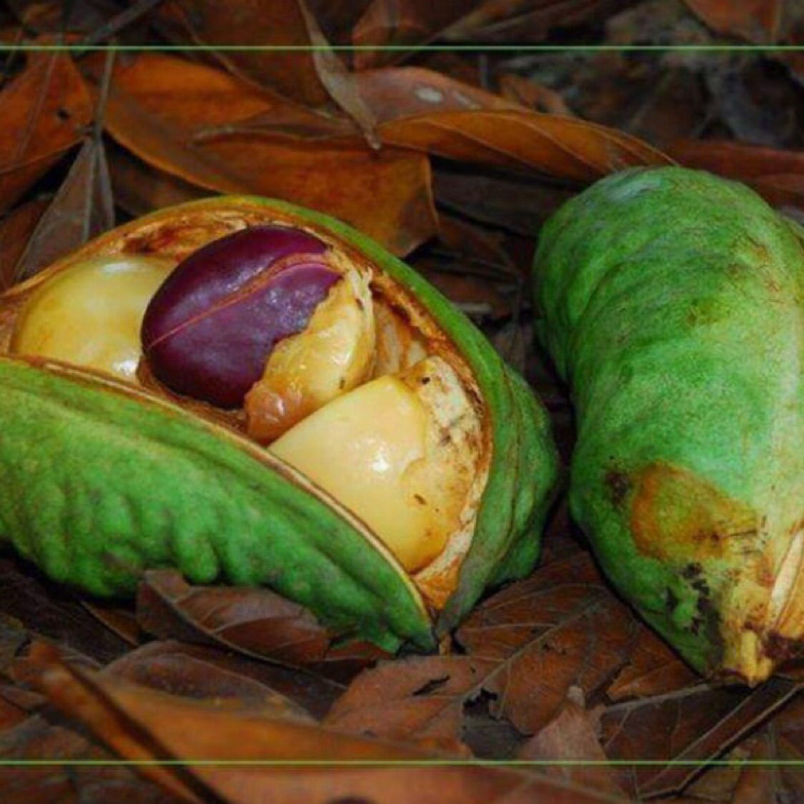 Produk JAYA FARM MANDIRI🌱 | Shopee Indonesia