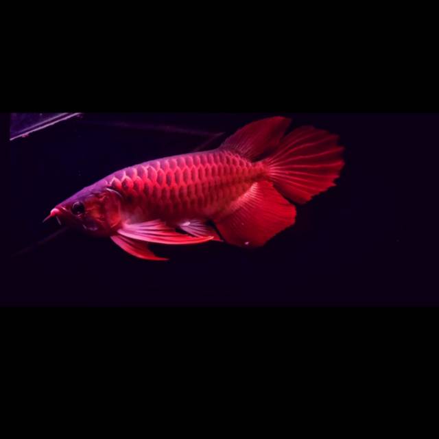 Produk Brother Fish Predator | Shopee Indonesia