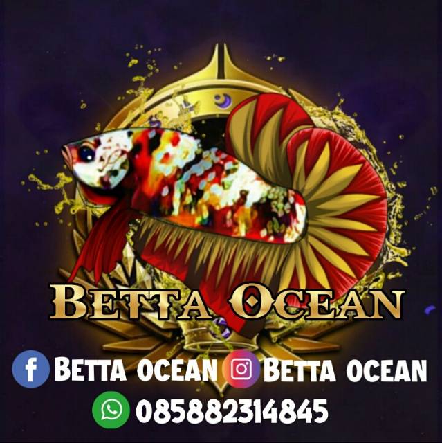 Produk Betta Ocean | Shopee Indonesia