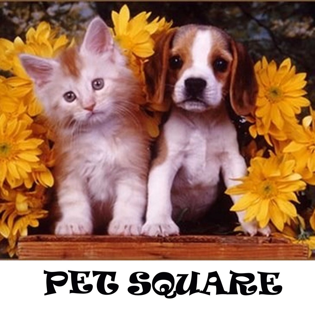Produk PETS SQUARE | Shopee Indonesia