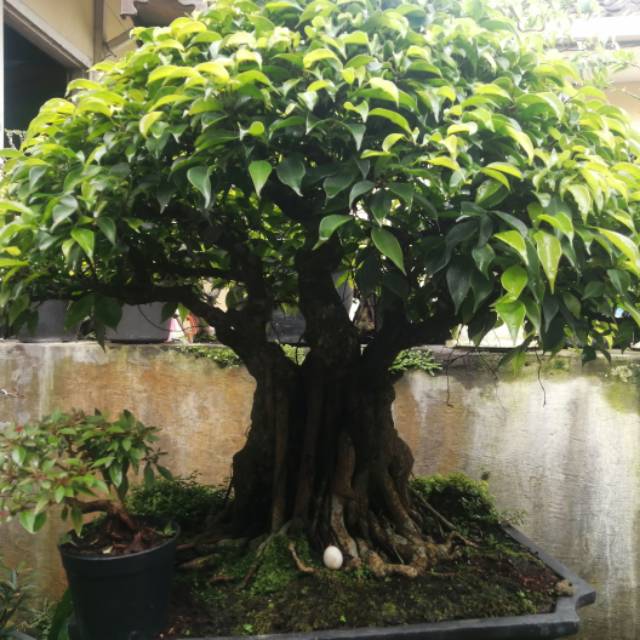 Produk Bonsai asrim | Shopee Indonesia