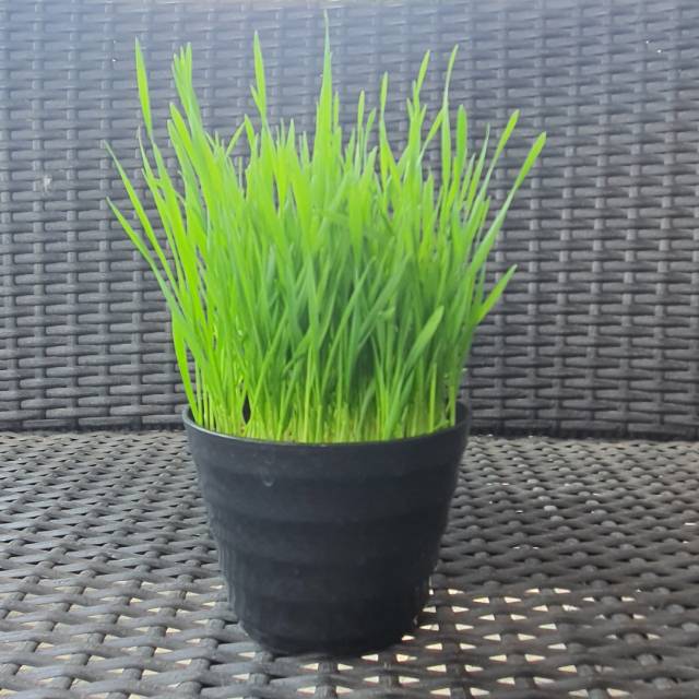 Produk Rumput Kucing | Shopee Indonesia