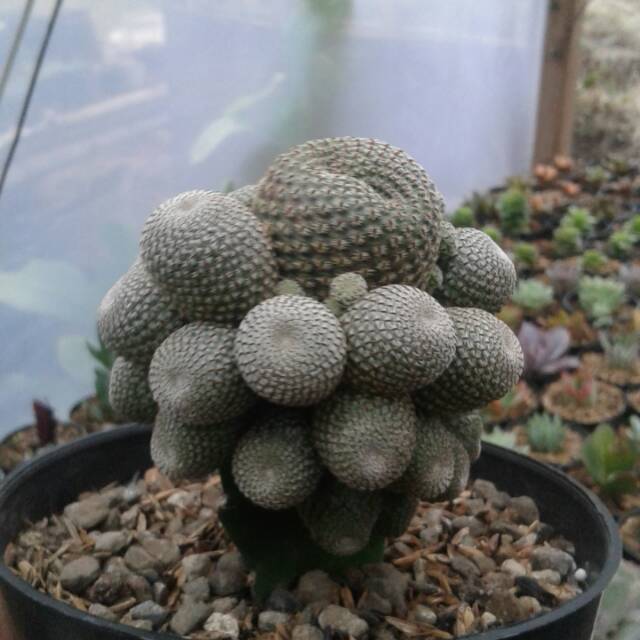 Produk flower_rangers | Shopee Indonesia