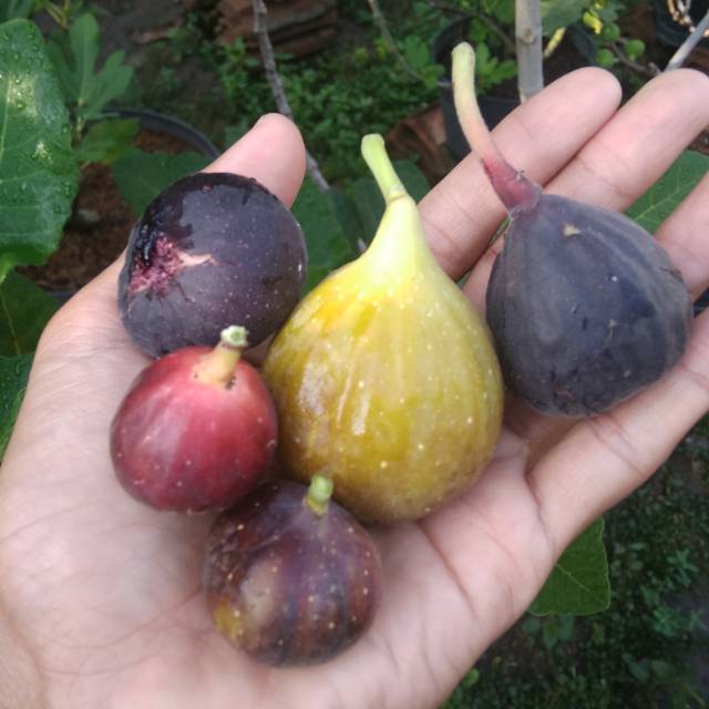 Produk Kebun.tin.widang | Shopee Indonesia