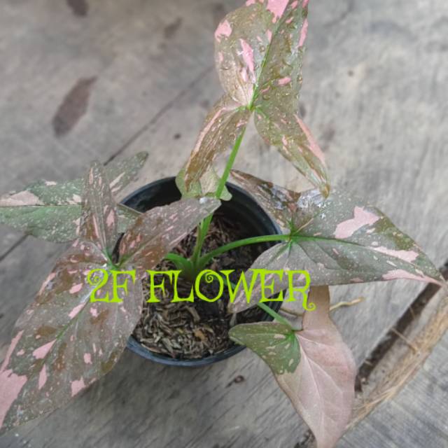 Produk ALZAM FLOWER | Shopee Indonesia