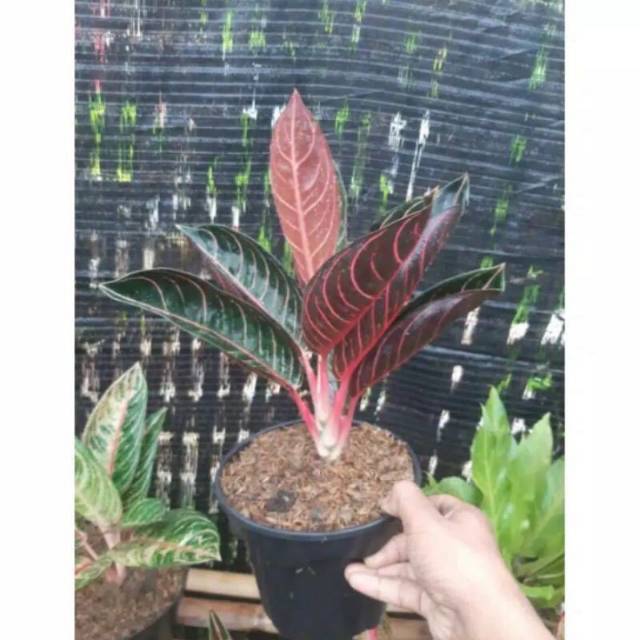 Produk Mitra Tanam | Shopee Indonesia Produk Mitra Tanam | Shopee Indonesia