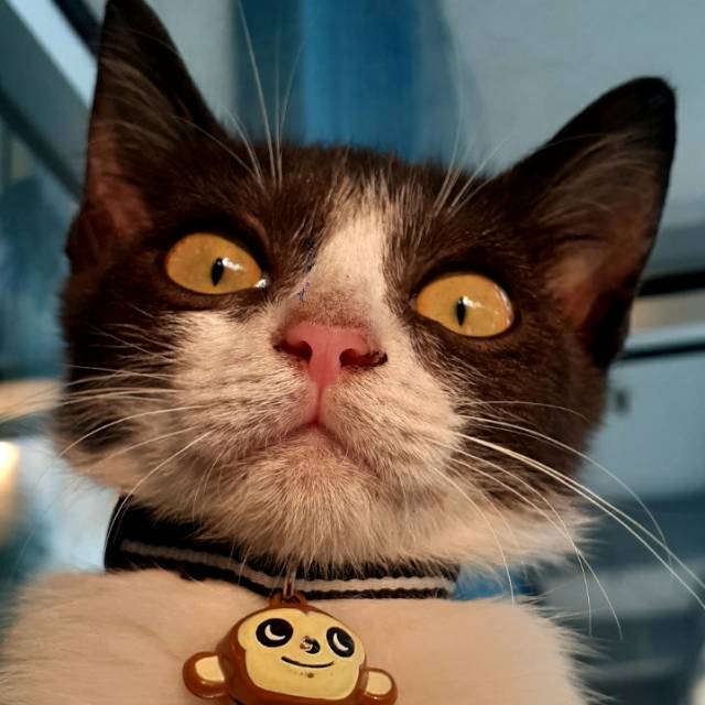 Produk SAGALO ADO STORE | Shopee Indonesia