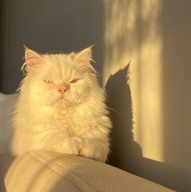 Produk Hc store id | Shopee Indonesia