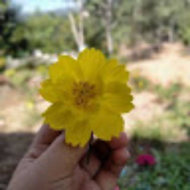 Produk raihanah_cassava | Shopee Indonesia