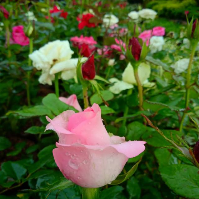 Produk Regina_flower | Shopee Indonesia