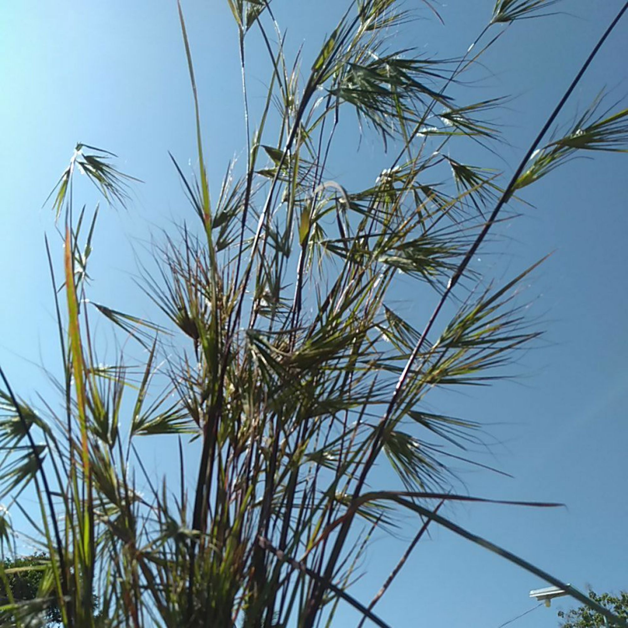 Produk Bakulan suket | Shopee Indonesia