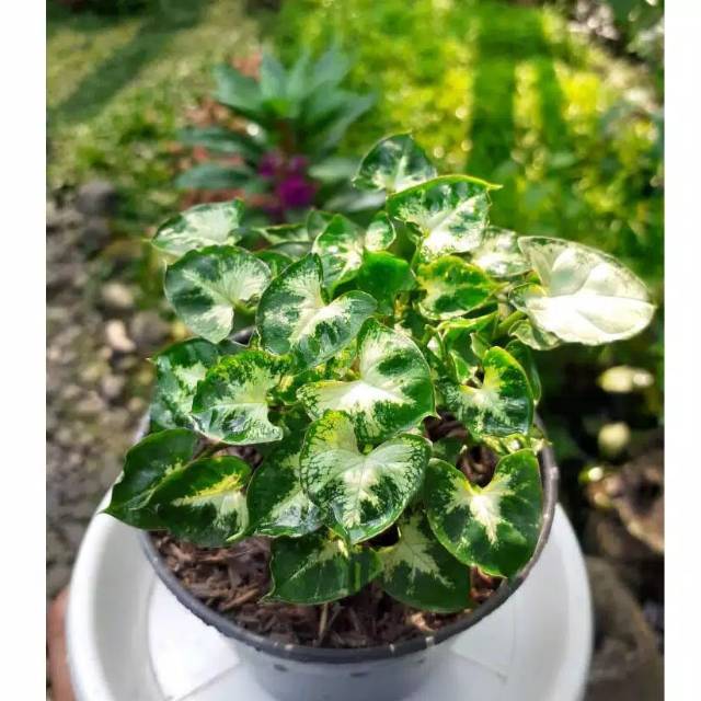 Produk Blessing.Plants | Shopee Indonesia