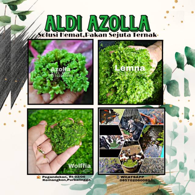 Produk Aldi Azolla Pbg | Shopee Indonesia