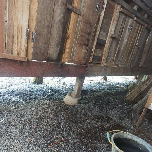 Produk tai kambing | Shopee Indonesia