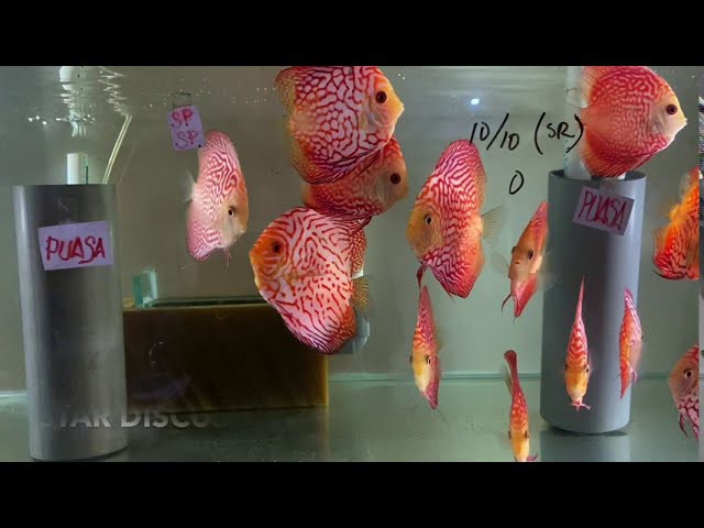 Produk STAR DISCUS | Shopee Indonesia