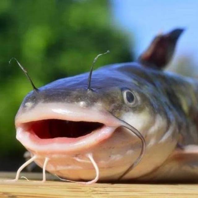 Produk Iwak Lele | Shopee Indonesia