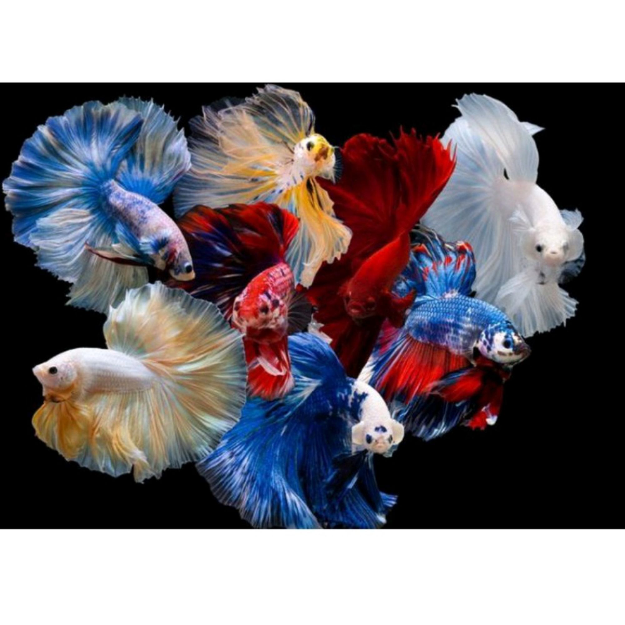 Produk Anasya_789 | Shopee Indonesia