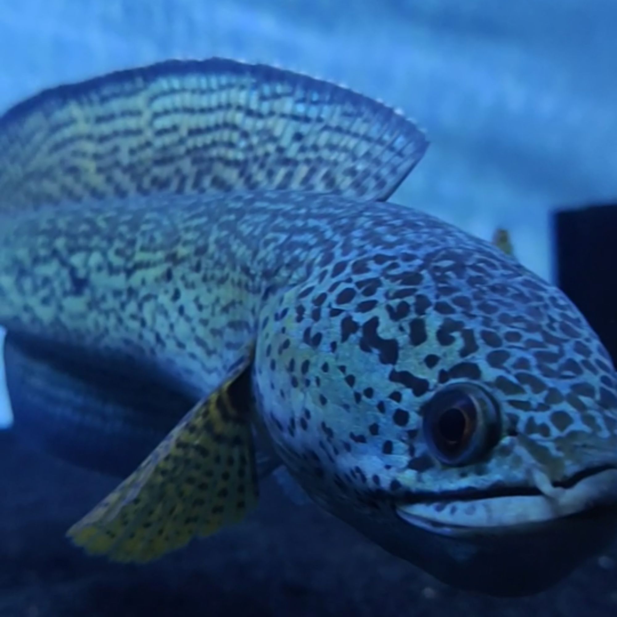 Produk mervafish | Shopee Indonesia