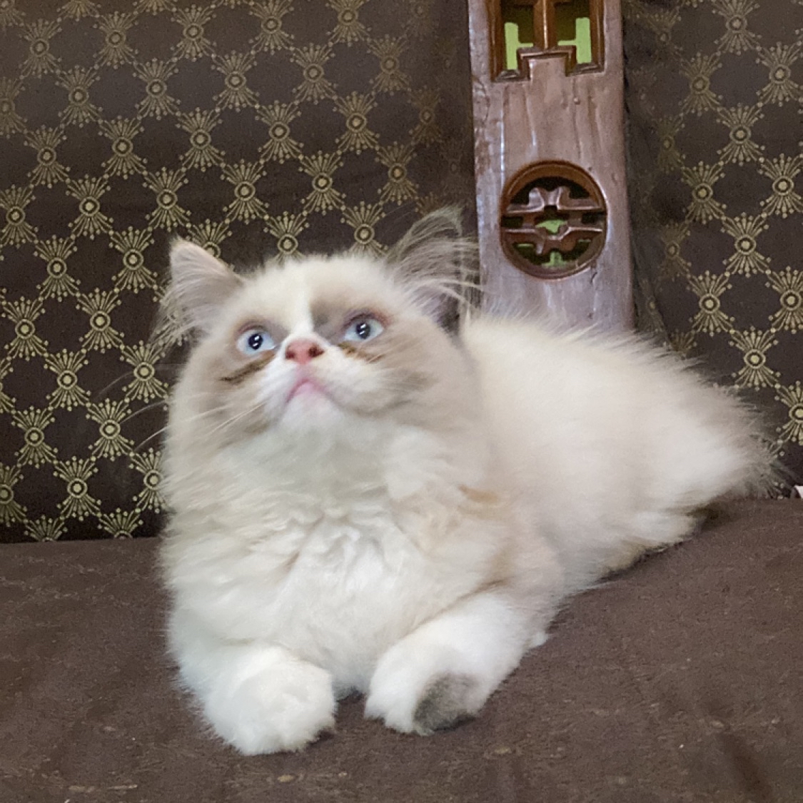 Produk Zhara Cat | Shopee Indonesia