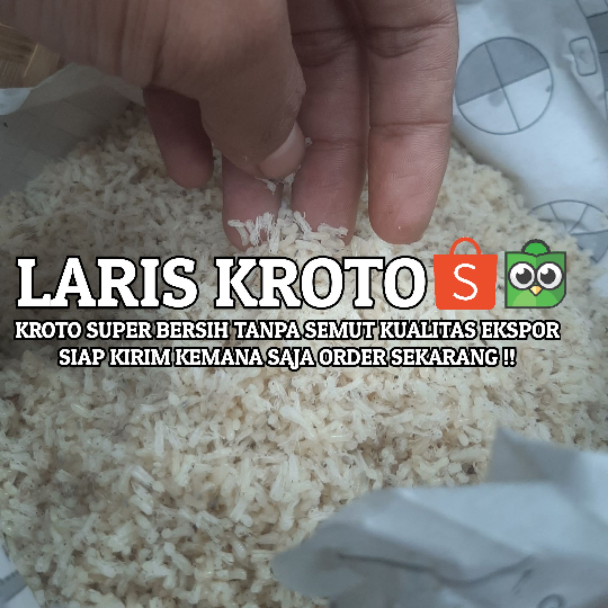 Produk LARIS KROTO - KROTO BADUY | Shopee Indonesia