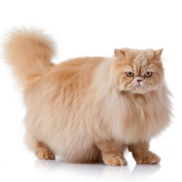 Produk ADFAN BERKAH | Shopee Indonesia