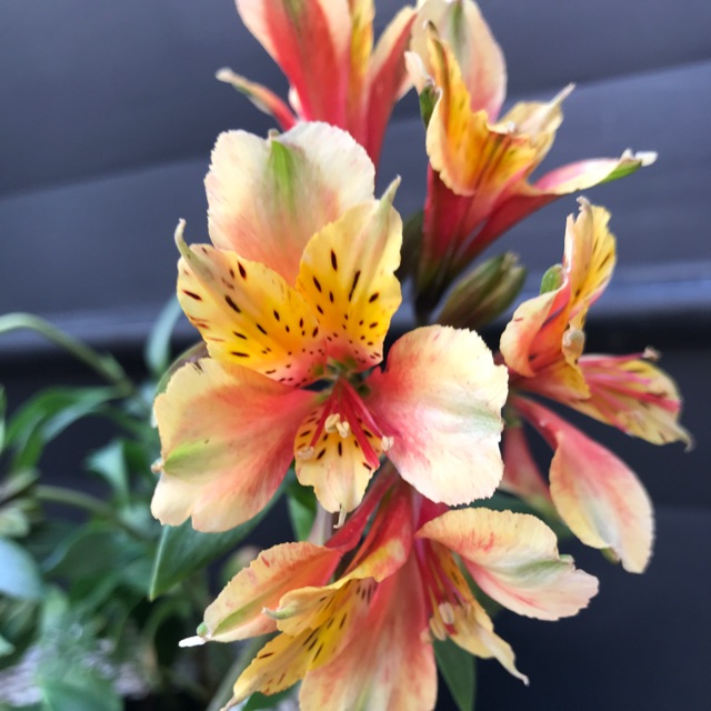 Produk Garden_labolatory | Shopee Indonesia