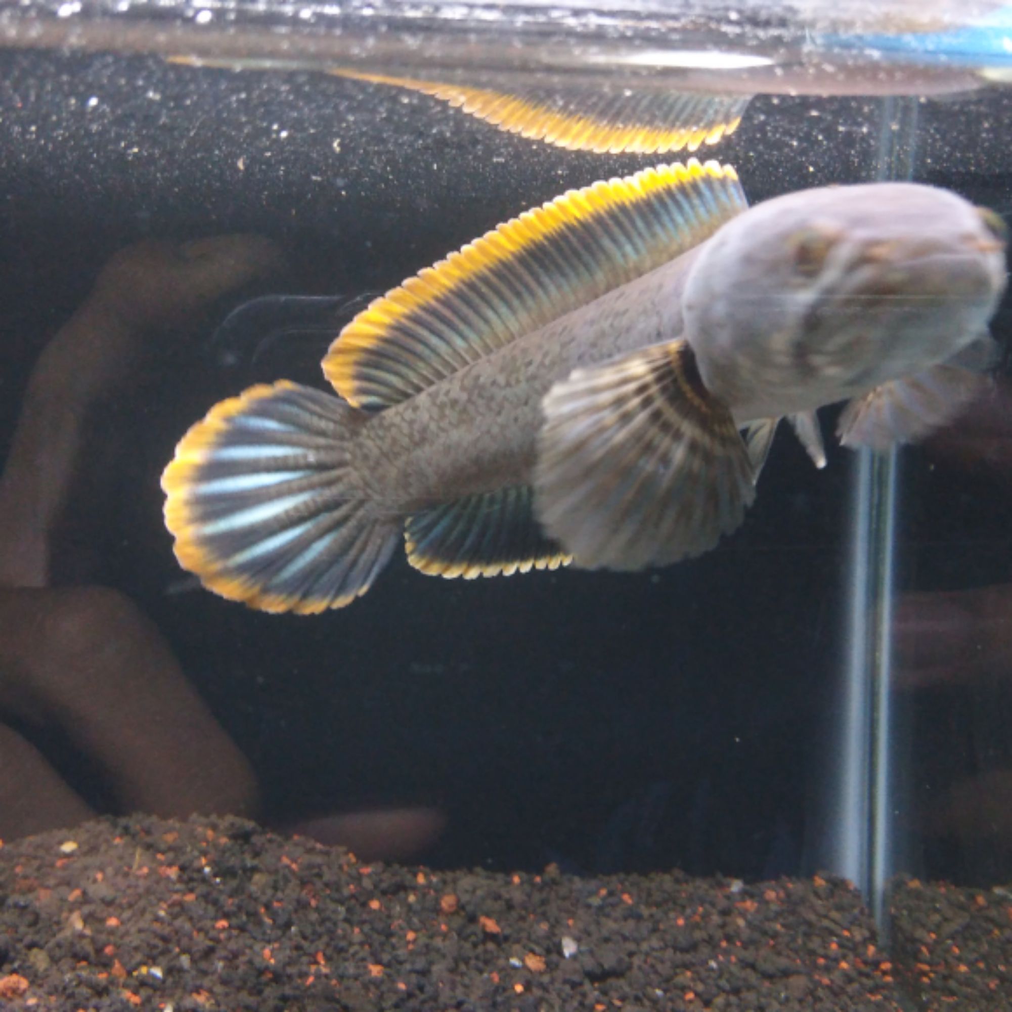 Produk Iwak sapi shop | Shopee Indonesia