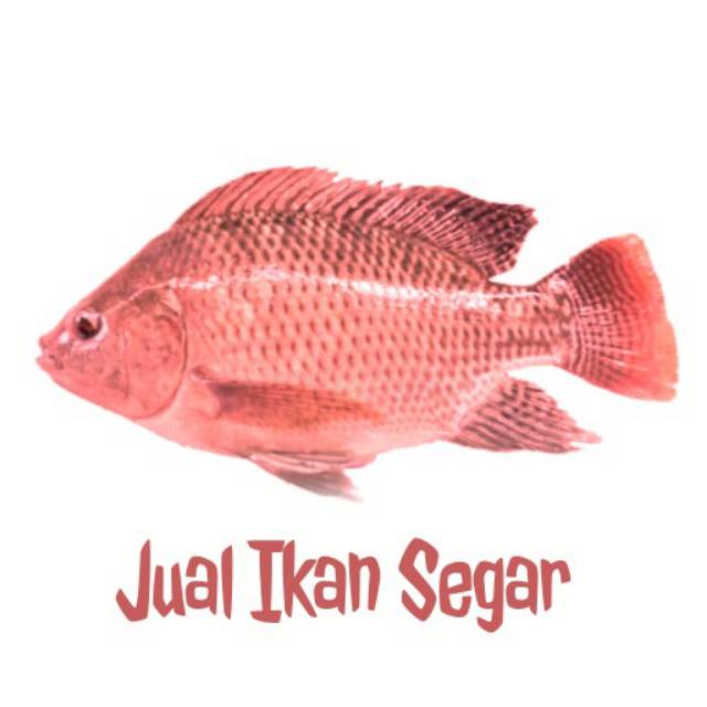 Produk JUAL IKAN SEGAR | Shopee Indonesia