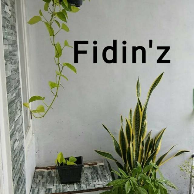 Produk Fidin'z | Shopee Indonesia