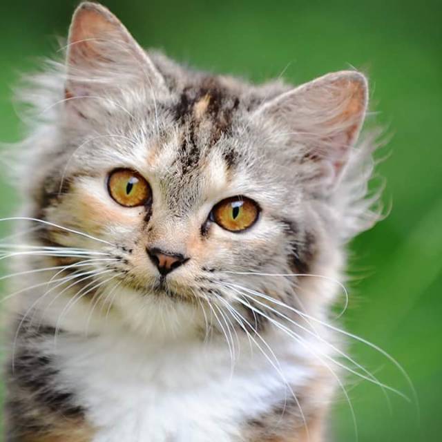 Produk Fourtwnty Shop | Shopee Indonesia