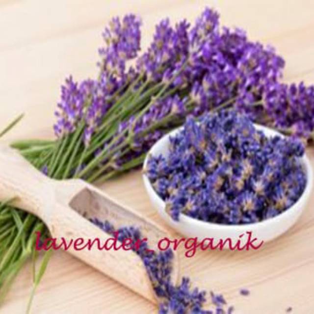Produk Lavender Organik | Shopee Indonesia