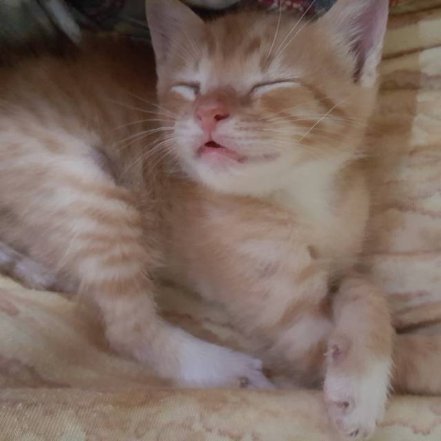 Produk Alstore | Shopee Indonesia