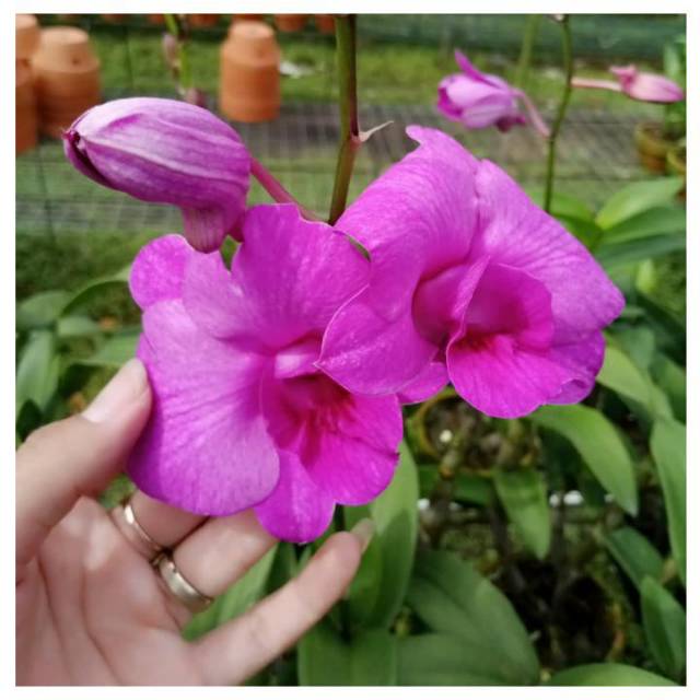 Produk Hayati Garden | Shopee Indonesia