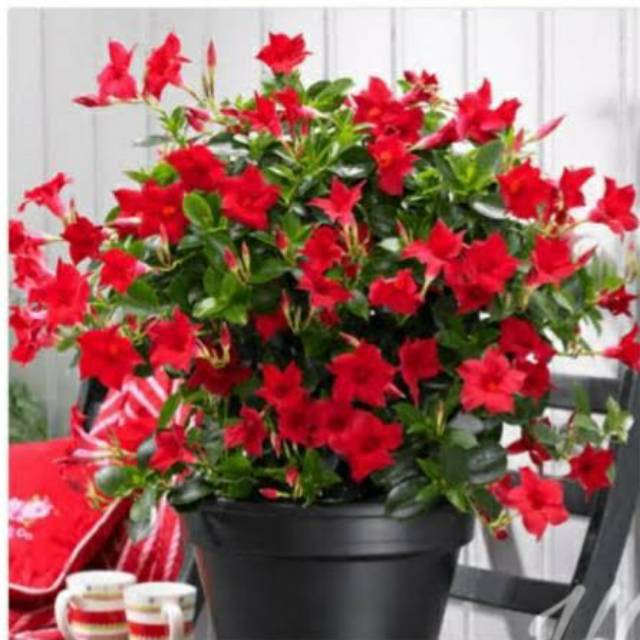 Produk Alamanda.. | Shopee Indonesia